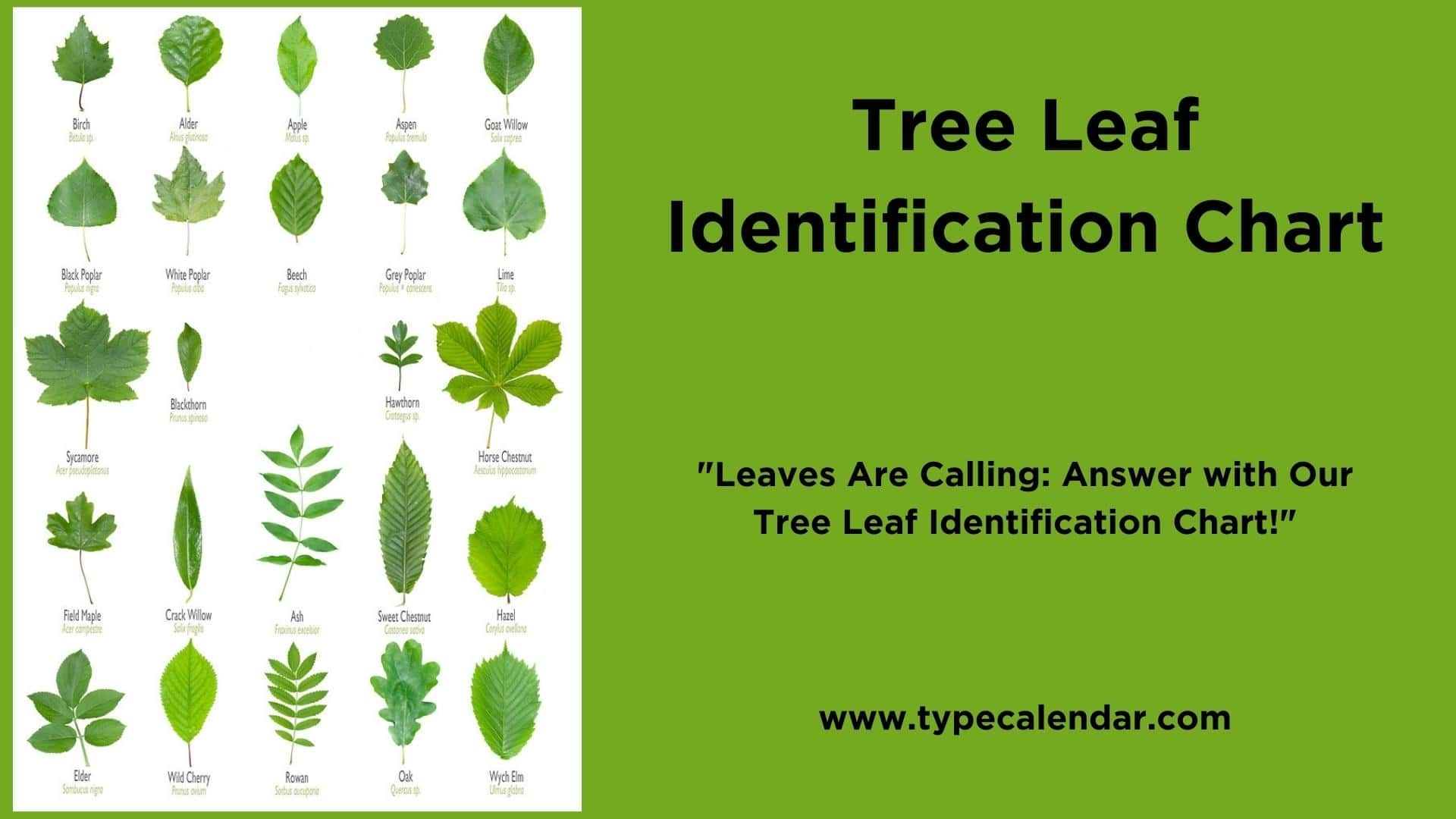 Tree Identification Guide Local Printable - Printable Templates Hub