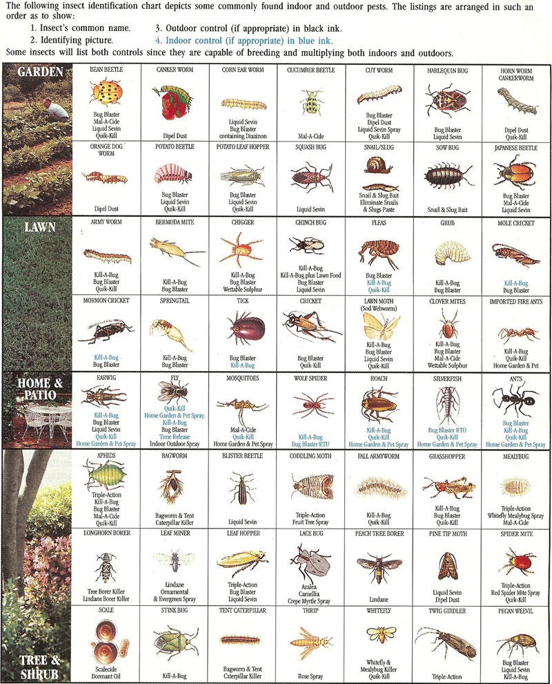 Pest Identification Chart Garden Printable - Printable Templates Hub